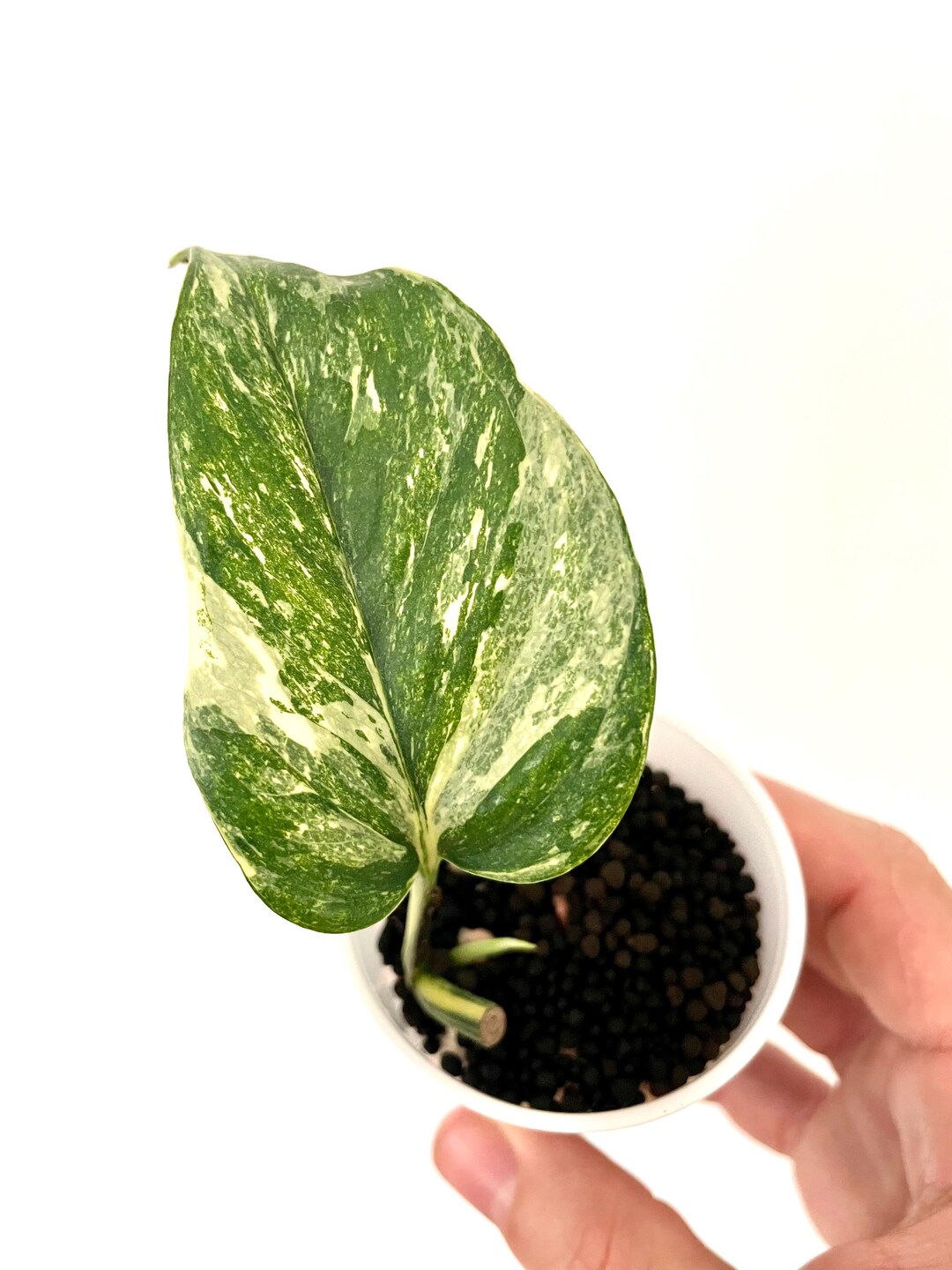 Colorado Constellation Pothos | Epipremnum Aureum | Terunoworld | USA ...