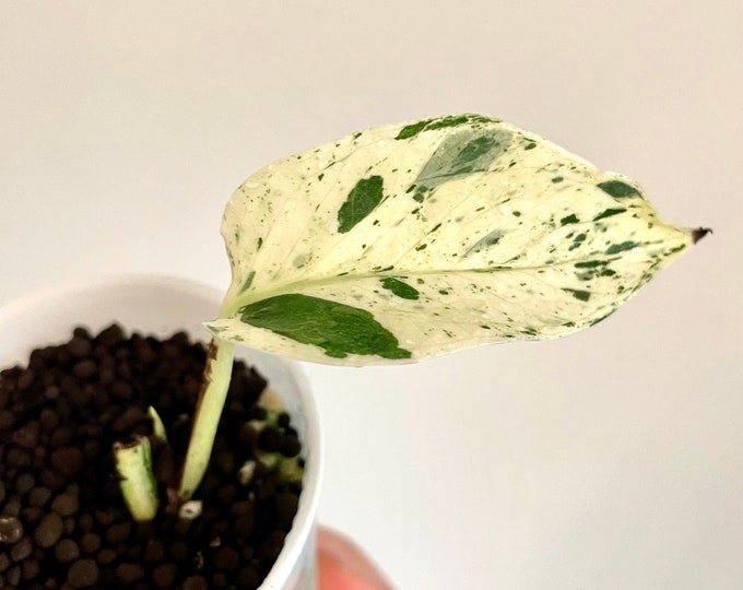 Teruno Pothos 'fanfare' Series | Epipremnum Aureum Fanfare ...