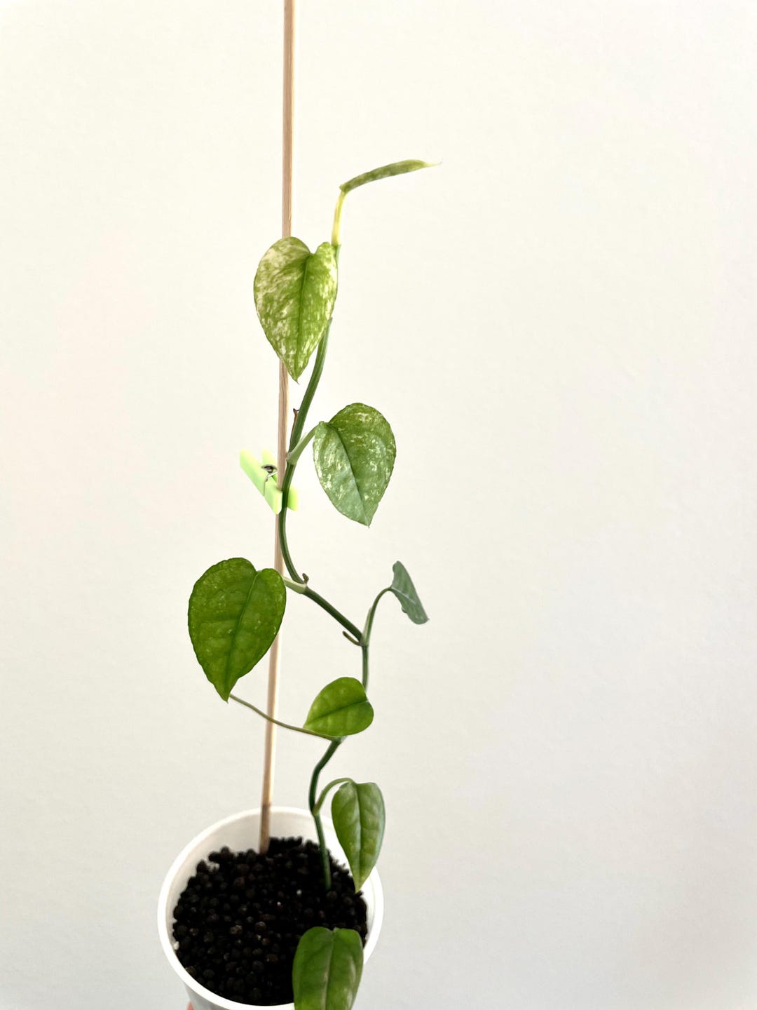 Epipremnum Cebu Blue Ghost Variegated USA Seller Epi Pinnatum USA ...