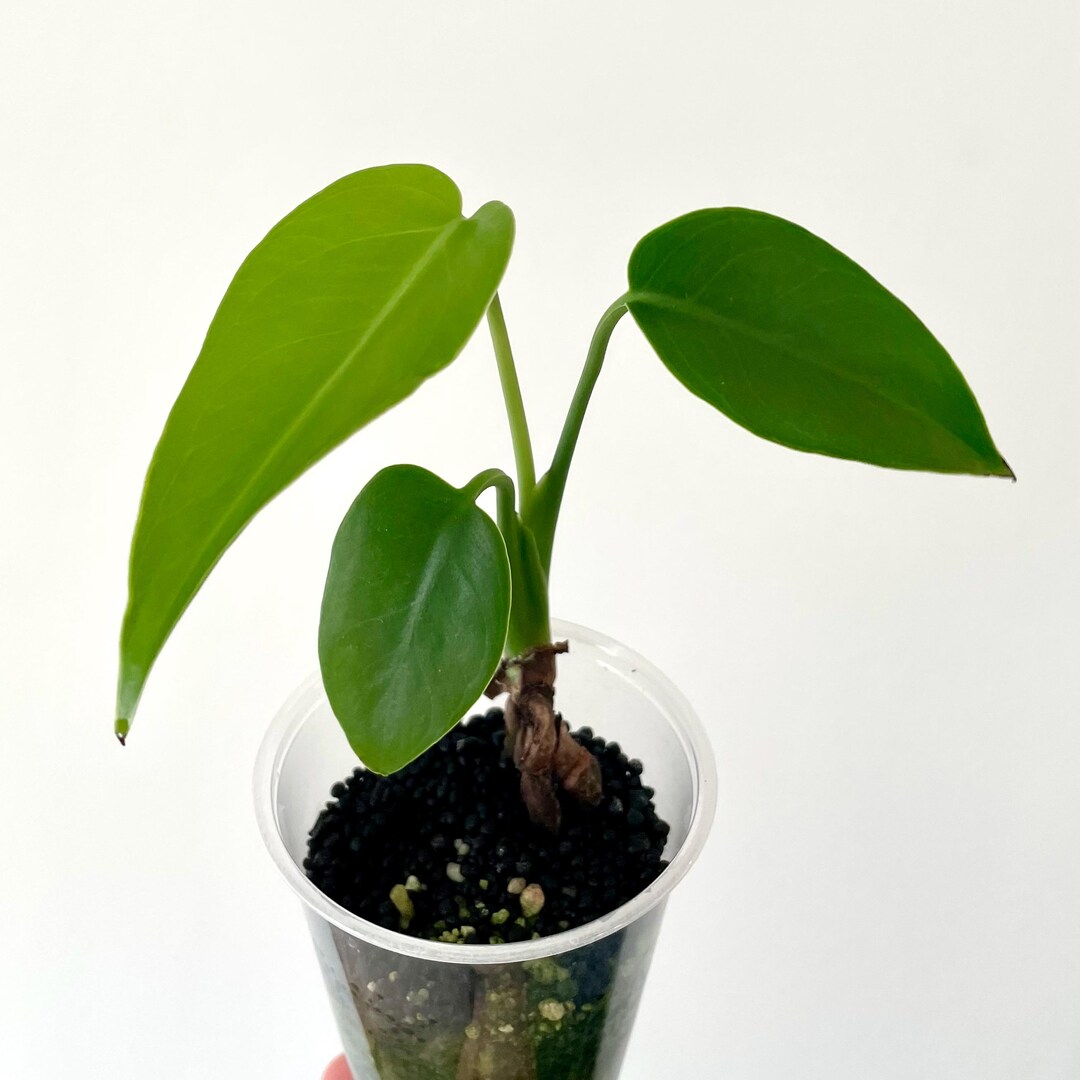 Compacta | Monstera Deliciosa "compacta" | Dwarf Monstera | Kunzo ...