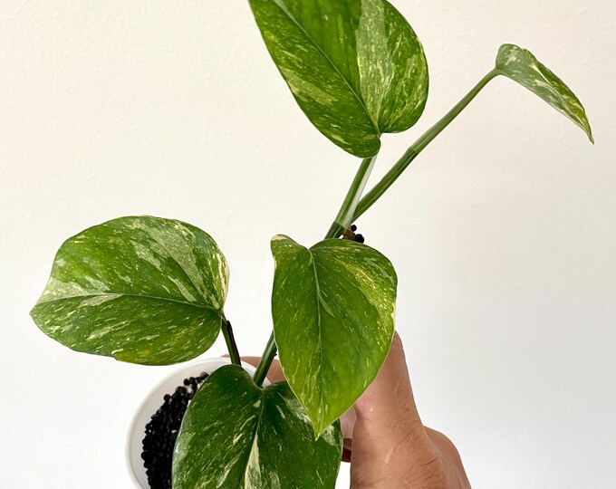 Colorado Constellation Pothos | Epipremnum Aureum | Terunoworld | USA ...