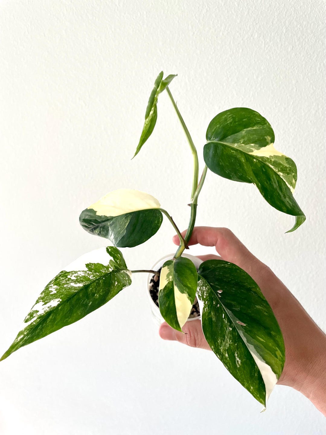 Epi ALBO | Epipremnum Pinnatum Albo | USA Grower & Seller - Etsy
