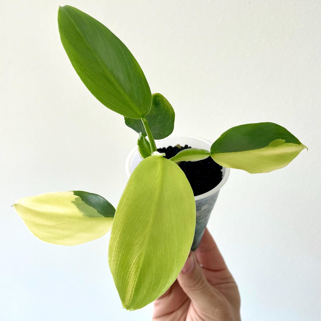 Variegated ‘silver Sword’ Philodendron | Rooted Cuttings and Small ...