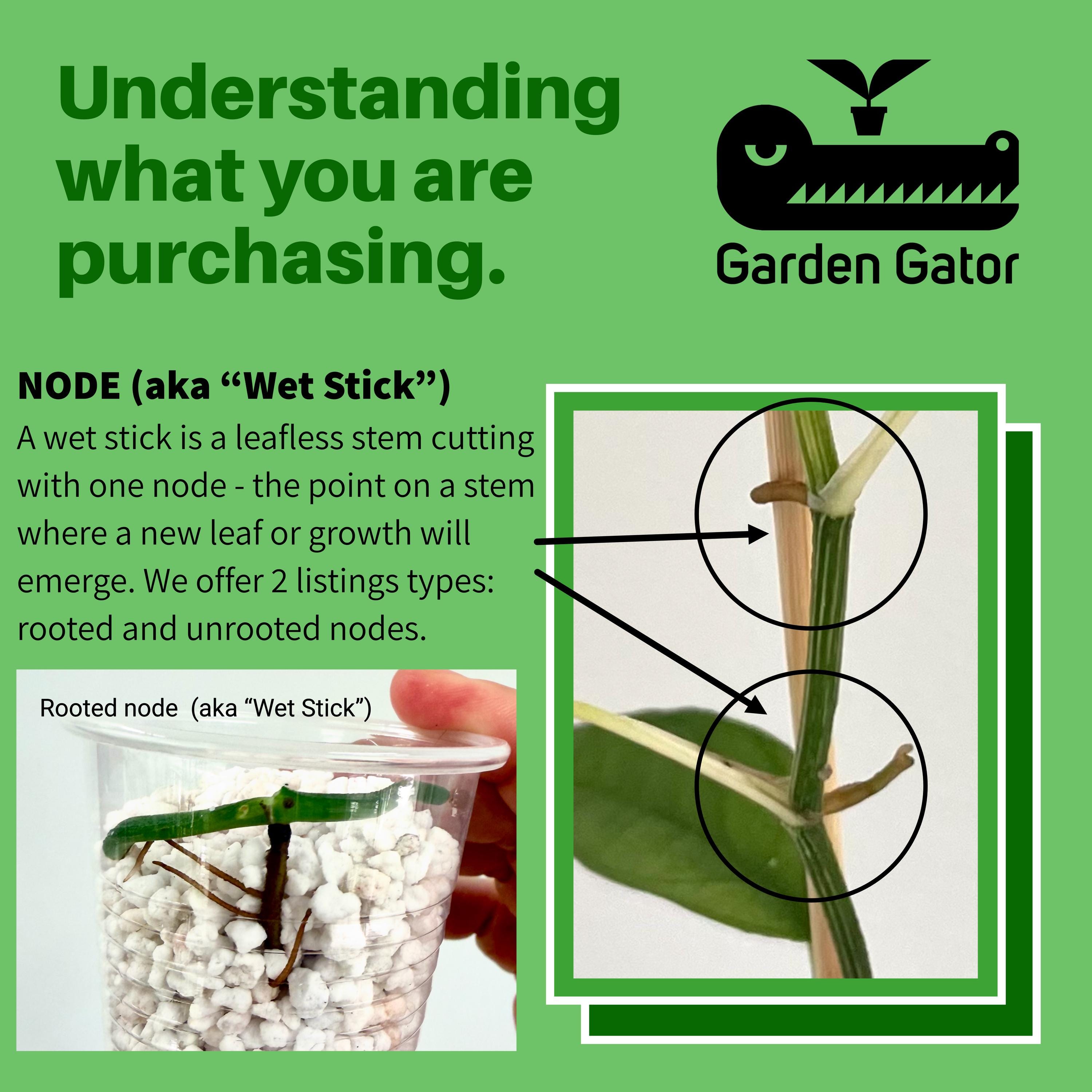 Cebu Ghost 2 Wet Sticks | NODES | Unrooted | Epipremnum Cebu Blue Ghost ...