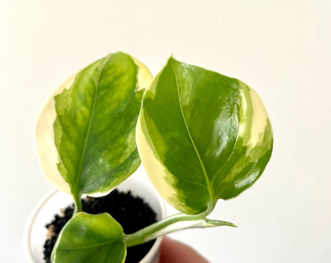 Poonsin Pothos | Epipremnum Aureum | USA Grower & Seller - Etsy