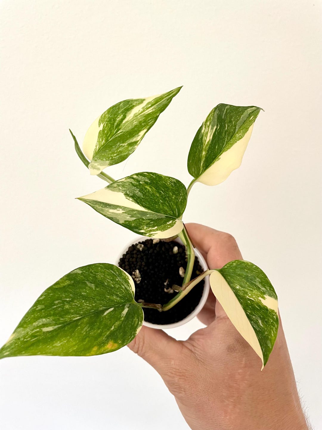 Colorado Constellation Pothos | Epipremnum Aureum | Terunoworld | USA ...
