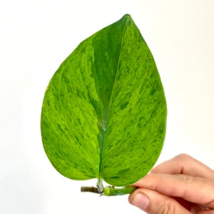 Carnival Pothos | Teruno Series | Epipremnum Aureum Carnival ...