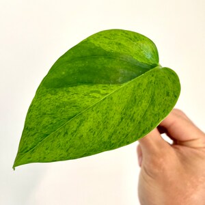 Carnival Pothos | Teruno Series | Epipremnum Aureum Carnival ...