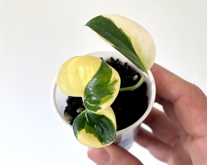 Poonsin Pothos | Epipremnum Aureum | USA Grower & Seller - Etsy