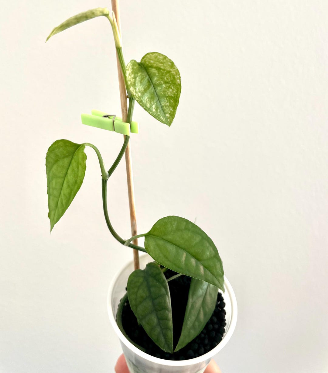 Epipremnum Cebu Blue Ghost Variegated | USA Seller | Epi Pinnatum | USA Seller - Etsy