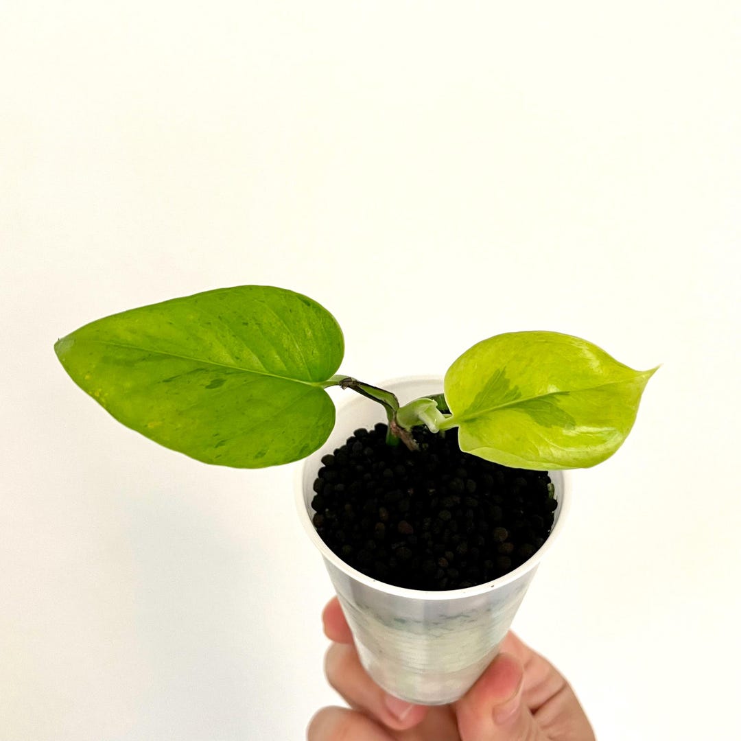 Carnival Pothos | Teruno Series | Epipremnum Aureum Carnival ...