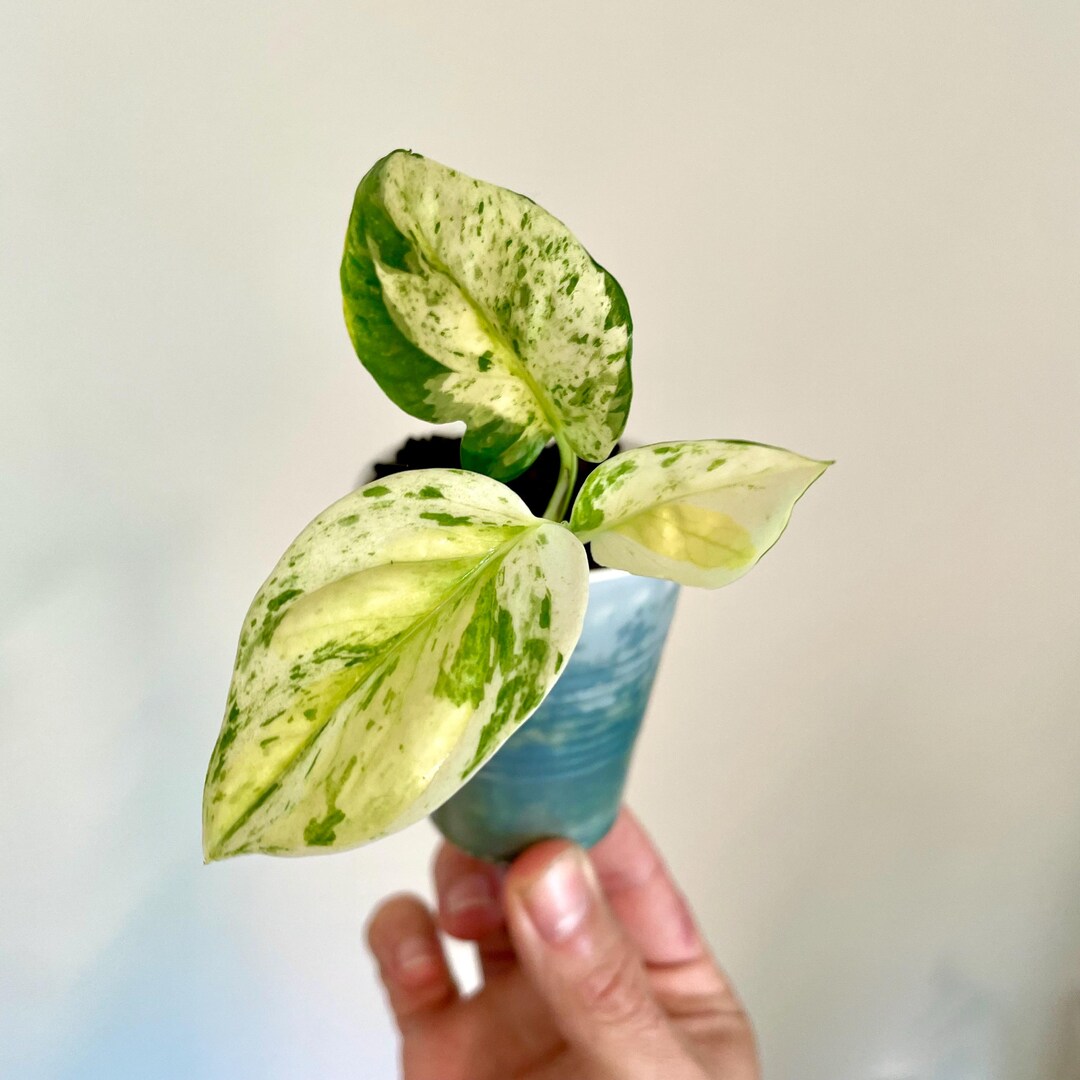 Japanese Global Pothos | Epipremnum Aureum Global | Japanese Global ...