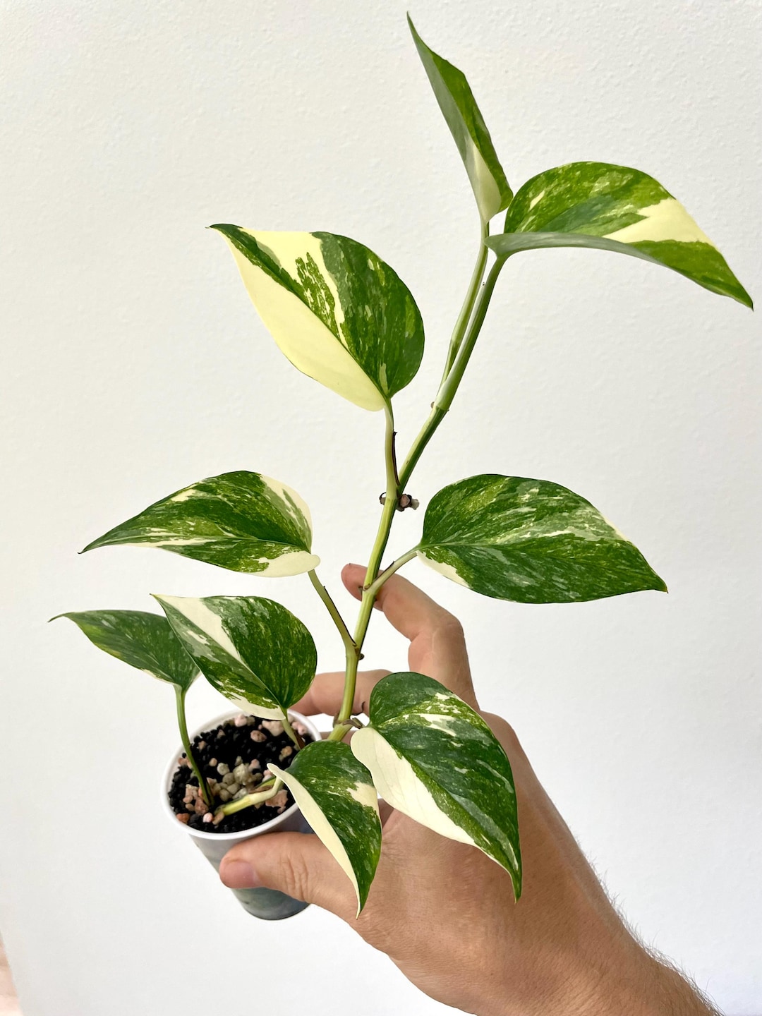 Colorado Constellation Pothos | Epipremnum Aureum | Terunoworld | USA ...