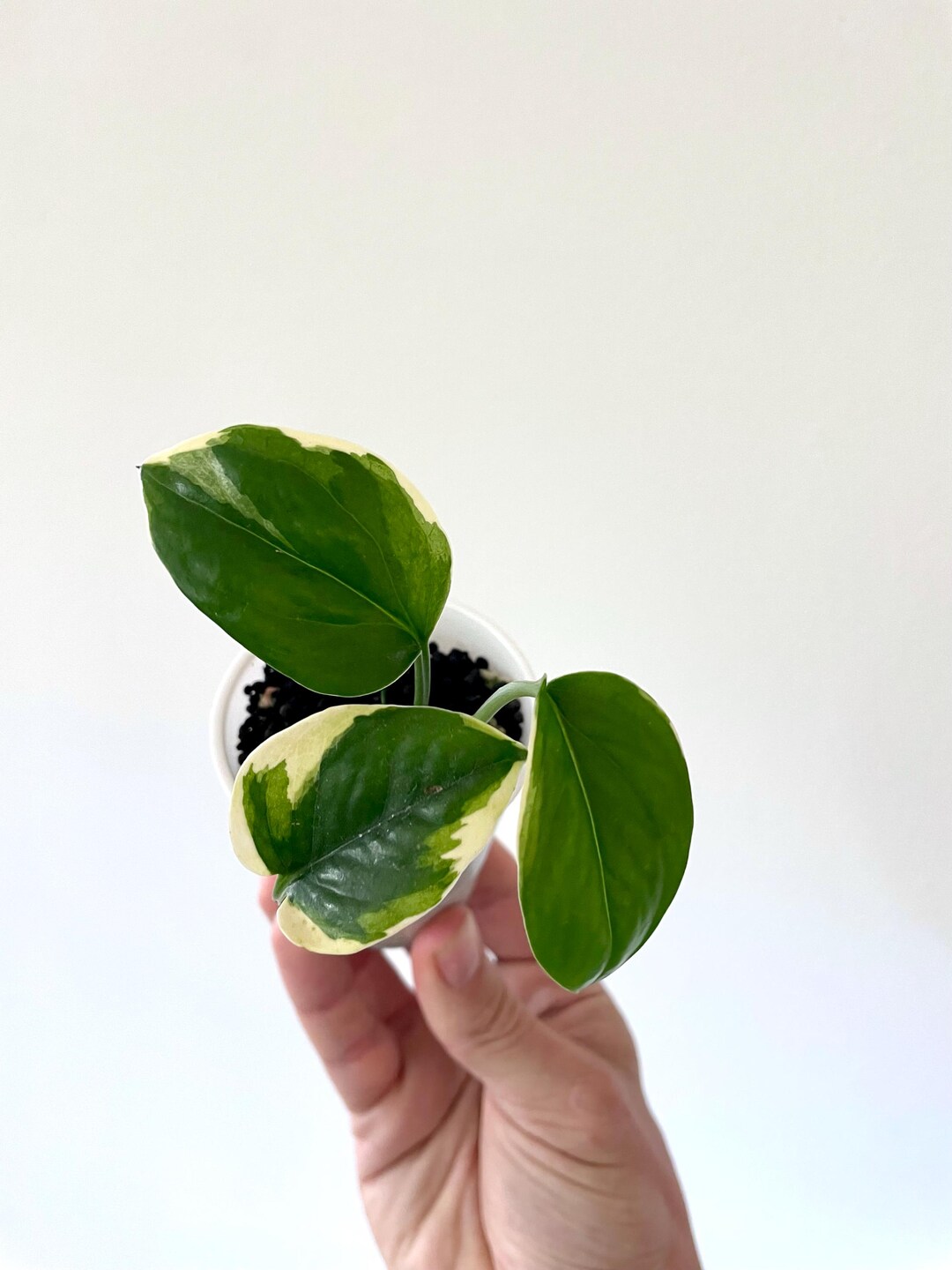 Poonsin Pothos | Epipremnum Aureum | USA Grower & Seller - Etsy