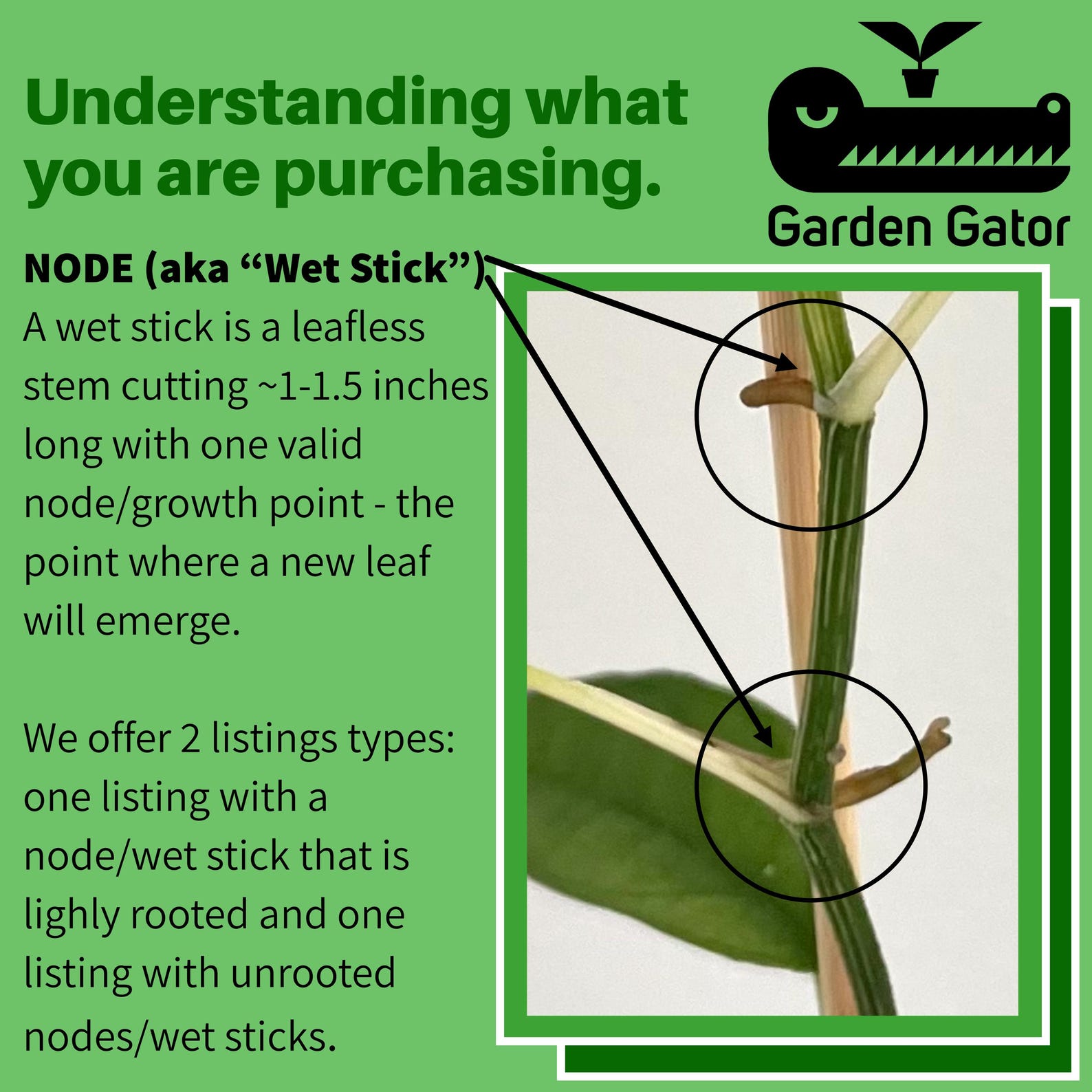Cebu Ghost 2 Wet Sticks | NODES | Unrooted | Epipremnum Cebu Blue Ghost ...