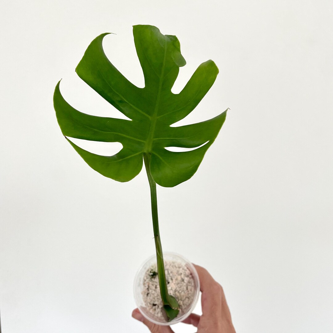 Monstera Deliciosa compacta Dwarf Monstera Kunzo Lineage USA SELLER - Etsy