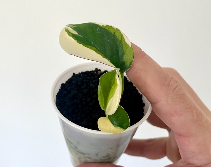 Poonsin Pothos | Epipremnum Aureum | Extreme High Variegation - Etsy