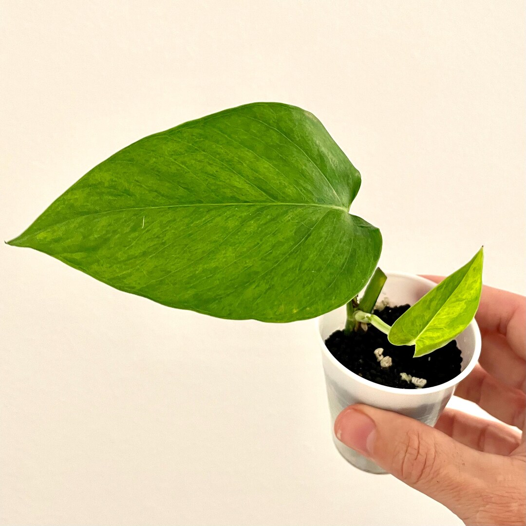 Carnival Pothos Teruno Series Epipremnum Aureum Carnival Terunoworld ...