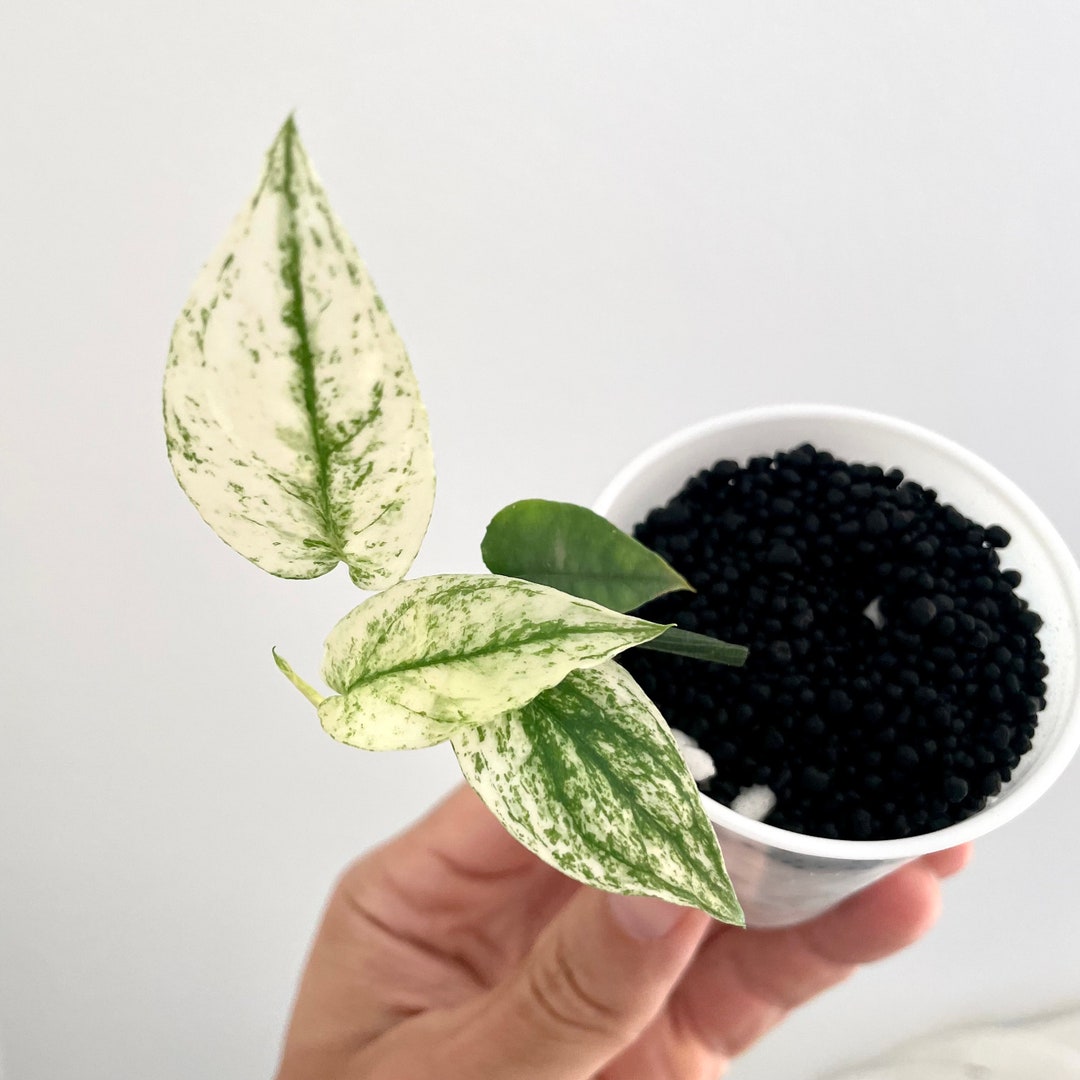 Epipremnum Cebu Blue Ghost Variegated USA Seller Epi Pinnatum USA ...