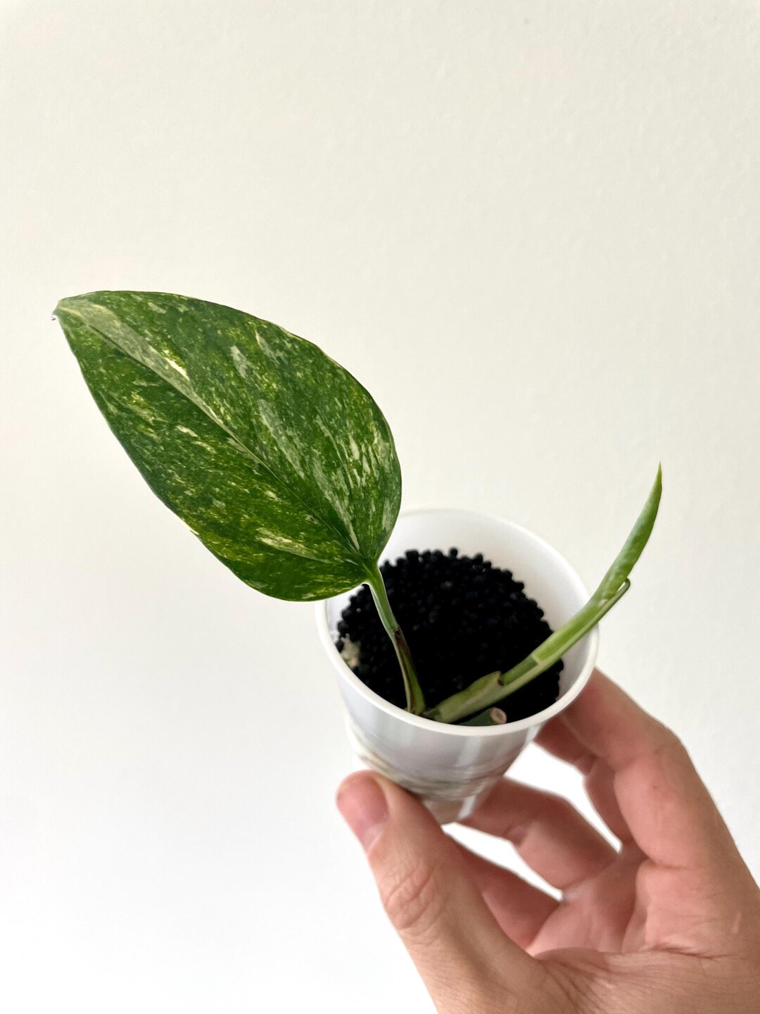 Colorado Constellation Pothos | Epipremnum Aureum | Terunoworld | USA ...