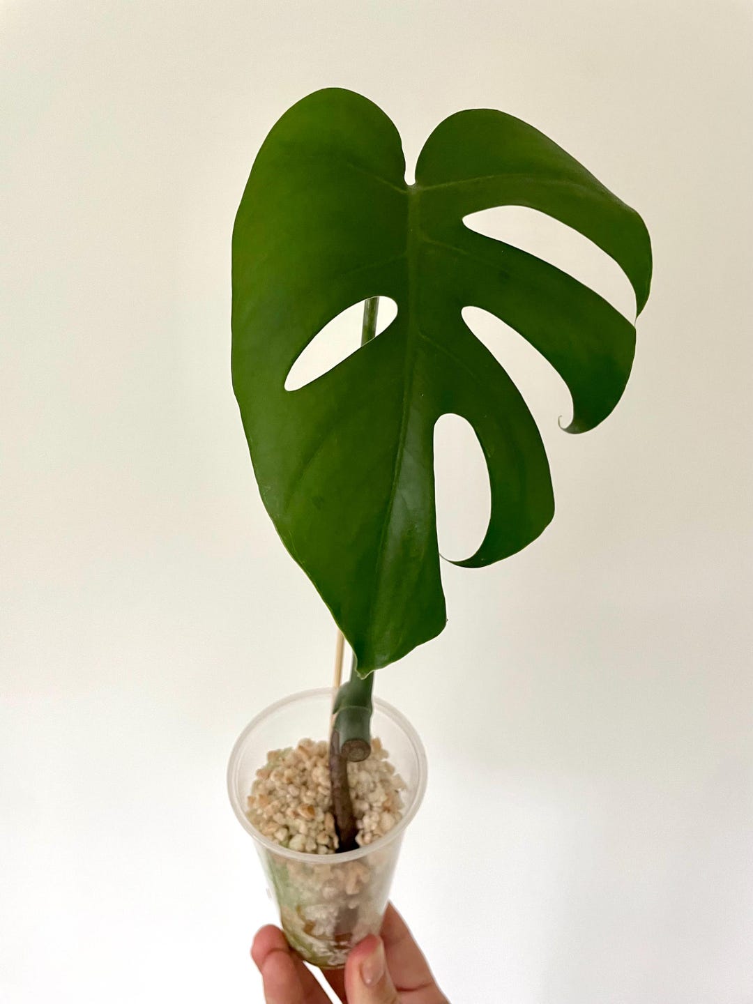 Compacta | Monstera Deliciosa "compacta" | Kunzo Lineage | Dwarf ...