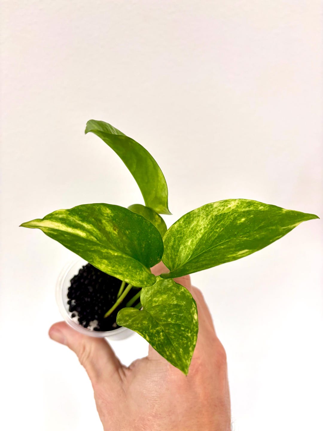 Fernando's Fire Pothos | Epipremnum Aureum | USA Grower and Shipper - Etsy