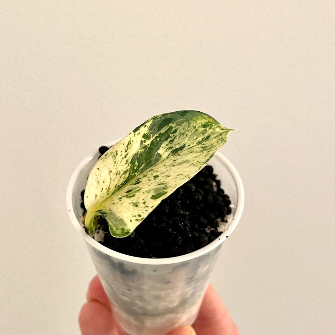 Fanfare Pothos Teruno Series Epipremnum Aureum Fanfare Terunoworld USA ...