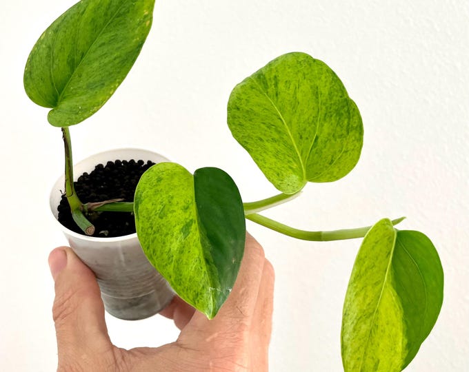 Carnival Pothos | Teruno Series | Epipremnum Aureum Carnival ...