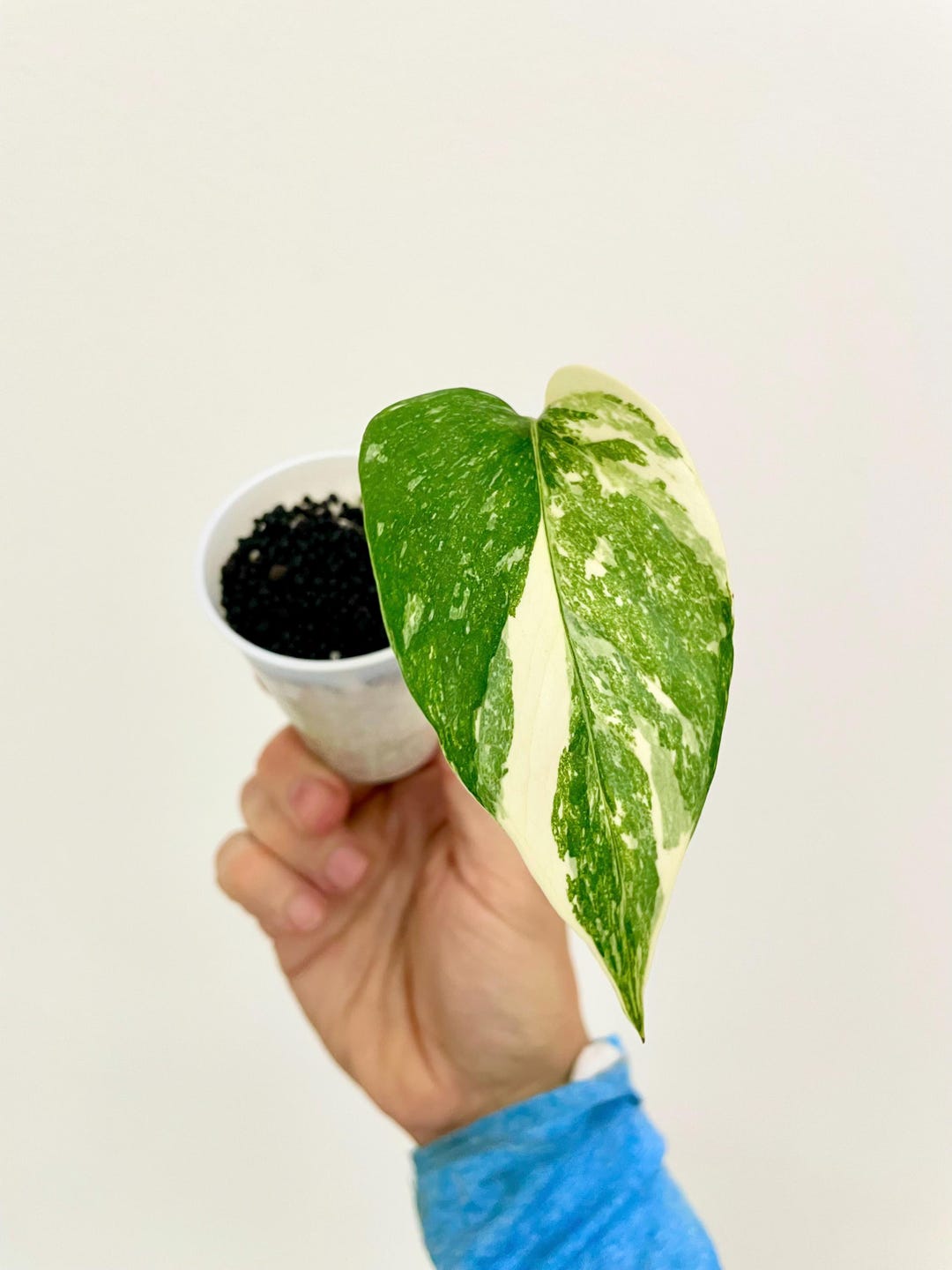 Colorado Constellation Pothos | Epipremnum Aureum | Terunoworld | USA ...