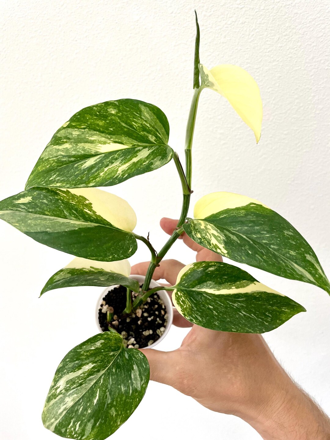 Colorado Constellation Pothos | Epipremnum Aureum | Terunoworld | USA ...