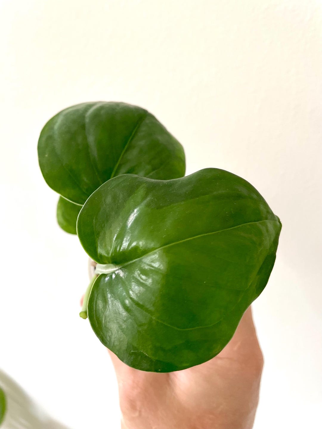 Greenula Pothos | Green on Green Variegated Manjula Pothos | USA Seller ...