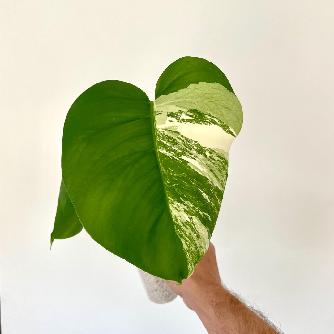 Albo Monstera Deliciosa Variegated | "white Tiger" | Kunzo Lineage ...