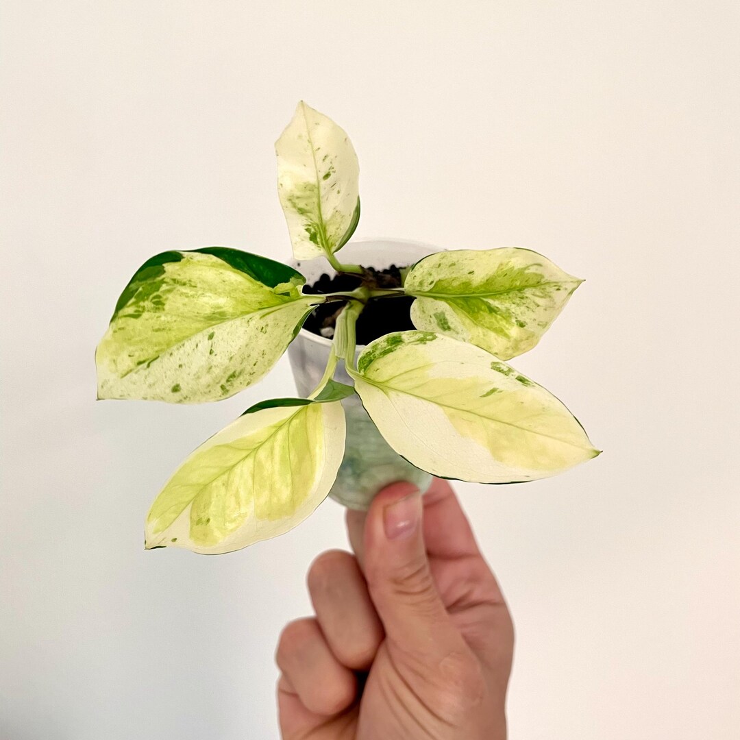 Japanese Global Pothos | Epipremnum Aureum Global | Japanese Global ...