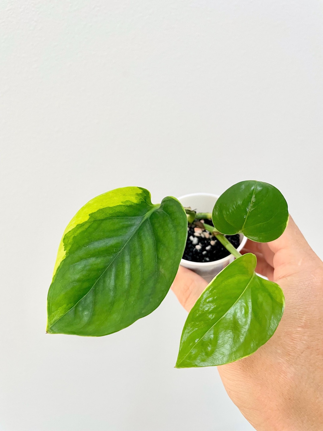 Poonsin Pothos | Epipremnum Aureum | USA Grower & Seller - Etsy