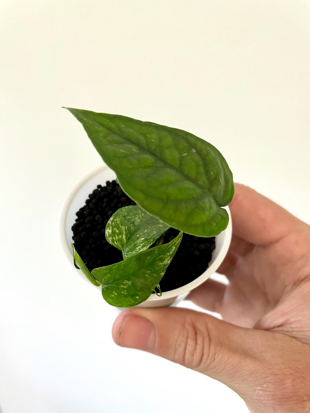 Cebu Ghost | Epipremnum Pinnatum | USA Seller and Grower - Etsy