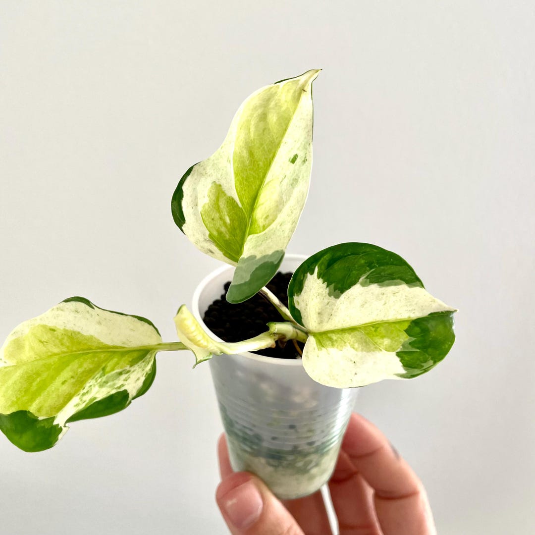 Japanese Global Pothos | Epipremnum Aureum Global | Japanese Global ...