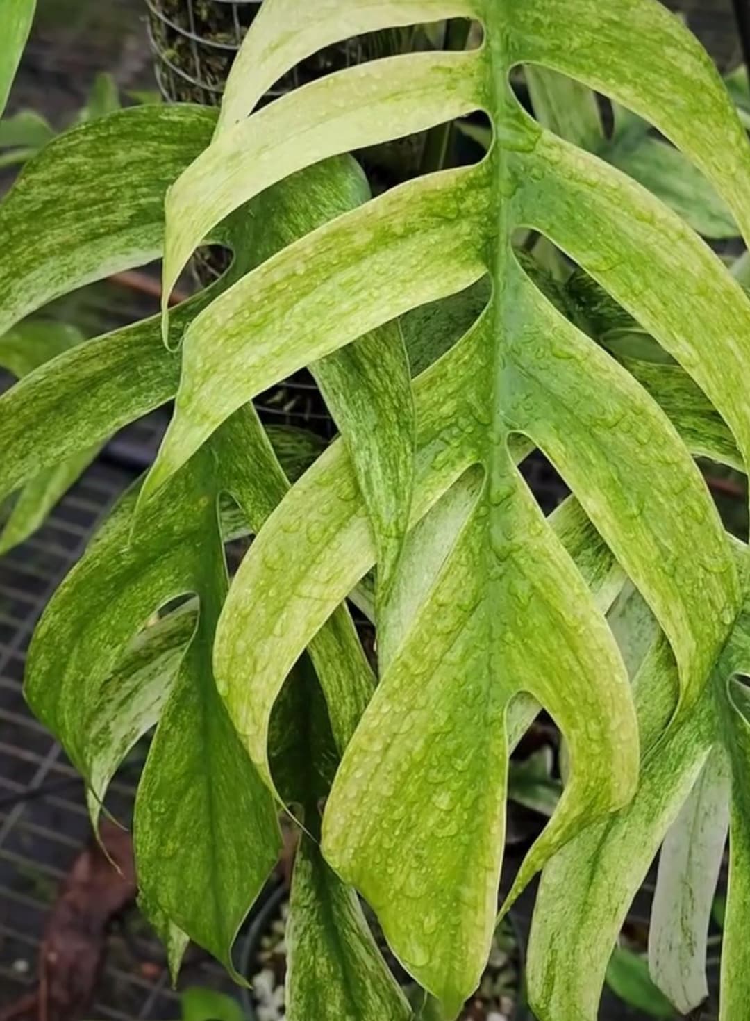 Epi Chartreuse Node With Root | NODE | Epipremnum Chartreuse Variegated ...