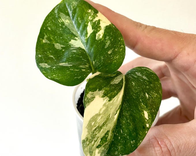 Colorado Constellation Pothos | Epipremnum Aureum | Terunoworld | USA ...