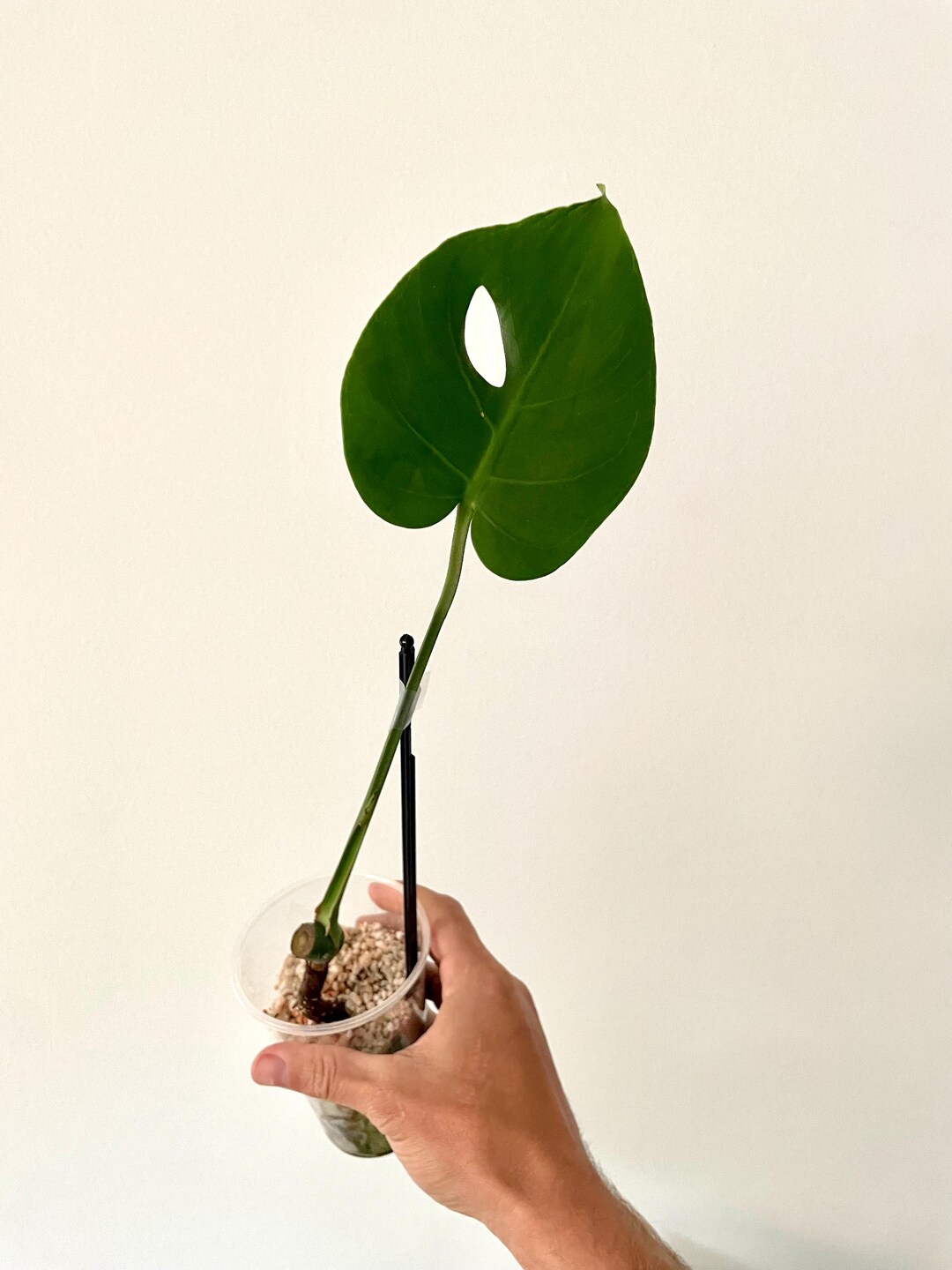 Monstera Deliciosa "compacta" | Dwarf Monstera | Kunzo Lineage | USA ...
