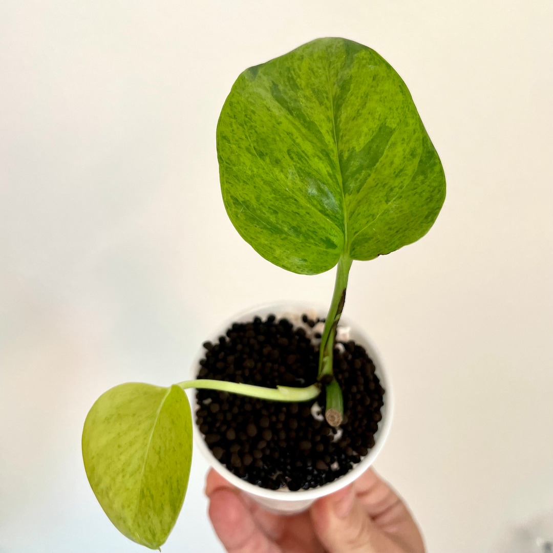 Teruno Pothos 'carnival' Series Epipremnum Aureum Carnival Terunoworld ...