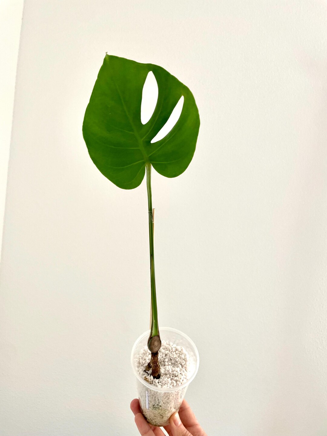 Monstera Deliciosa compacta Dwarf Monstera Kunzo Lineage USA SELLER - Etsy