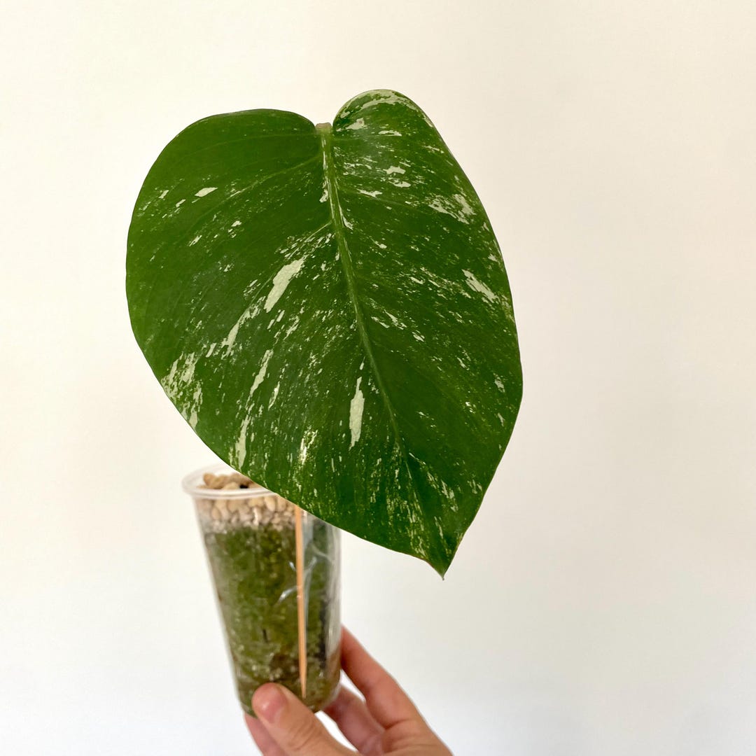 Albo Monstera Deliciosa Variegated white Tiger Kunzo Lineage USA Seller ...