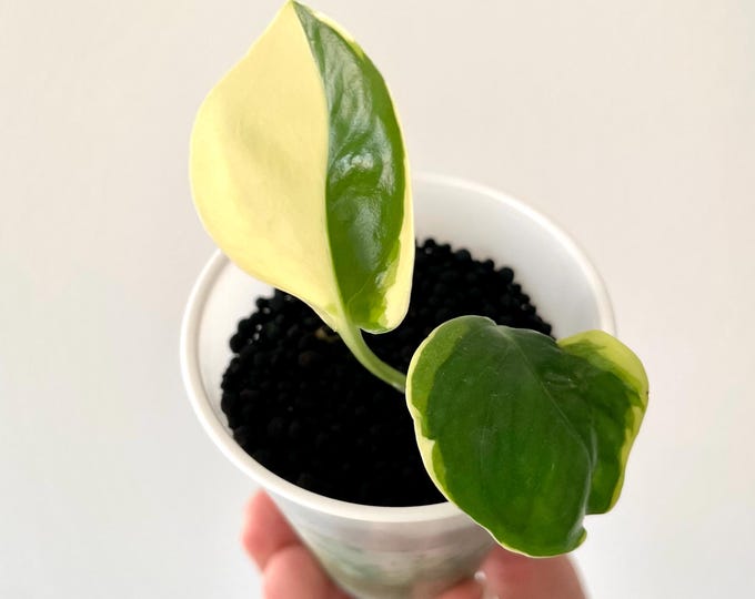 Poonsin Pothos | Epipremnum Aureum | USA Grower & Seller - Etsy