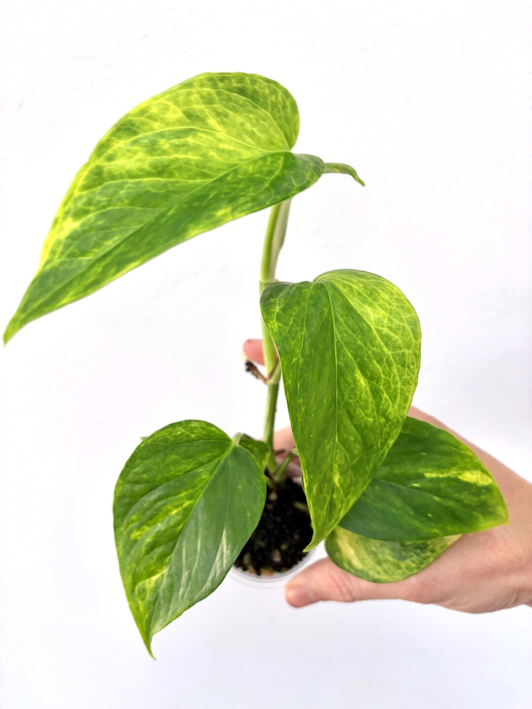 Fernando's Fire Pothos | Variegated Epipremnum Aureum | Collector ...