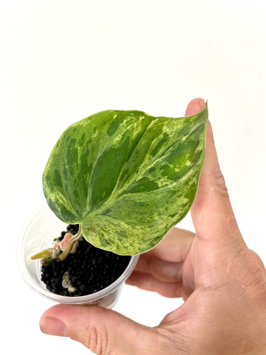 Variegated ‘heartleaf’ Philodendron | Rooted Cuttings and Small Plants ...