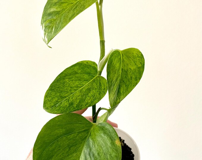 Carnival Pothos | Teruno Series | Epipremnum Aureum Carnival ...