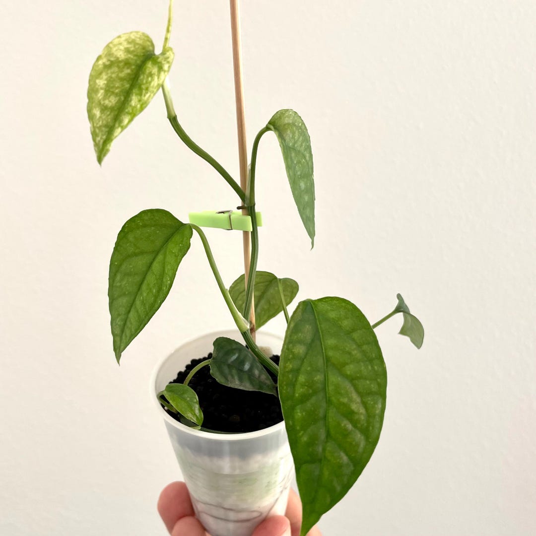 Epipremnum Cebu Blue Ghost Variegated | USA Seller | Epi Pinnatum | USA Seller - Etsy