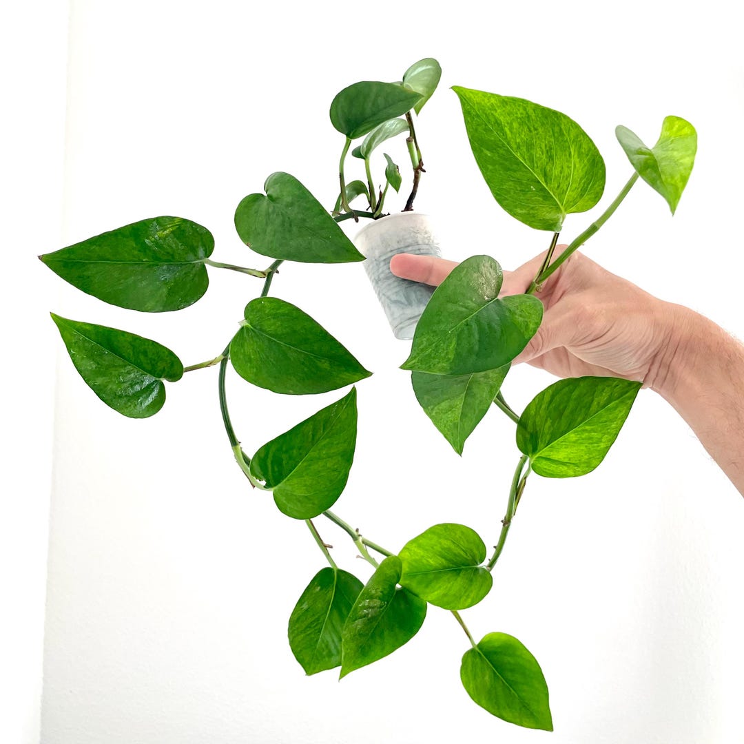 Carnival Pothos Teruno Series Epipremnum Aureum Carnival Terunoworld ...