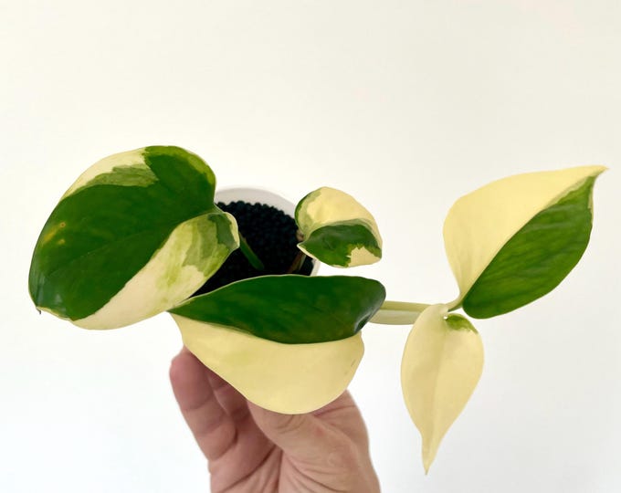 Poonsin Pothos | Epipremnum Aureum | Extreme High Variegation - Etsy