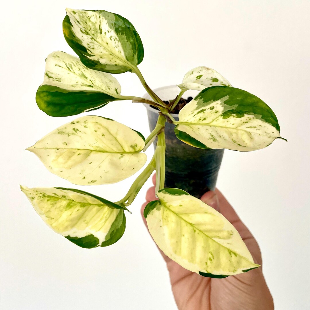 Japanese Global Pothos Epipremnum Aureum Global Japanese Global Rooted ...